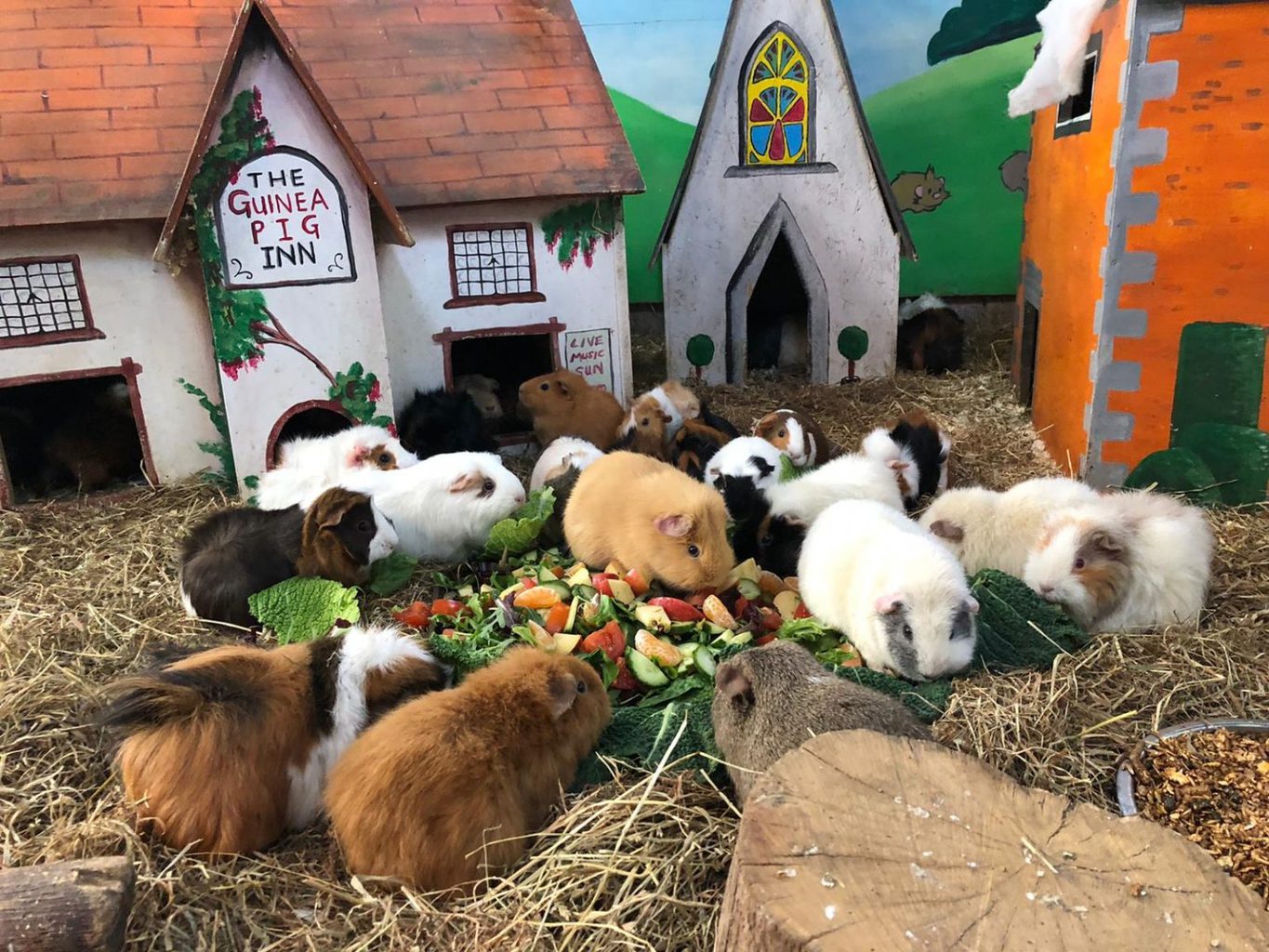 22 of the Best Things to do in Poole, England - A Local's Guide