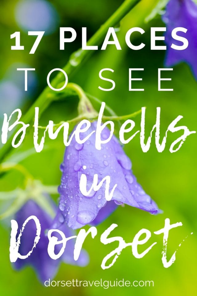 18 of the Best Springtime Bluebell Woods in Dorset