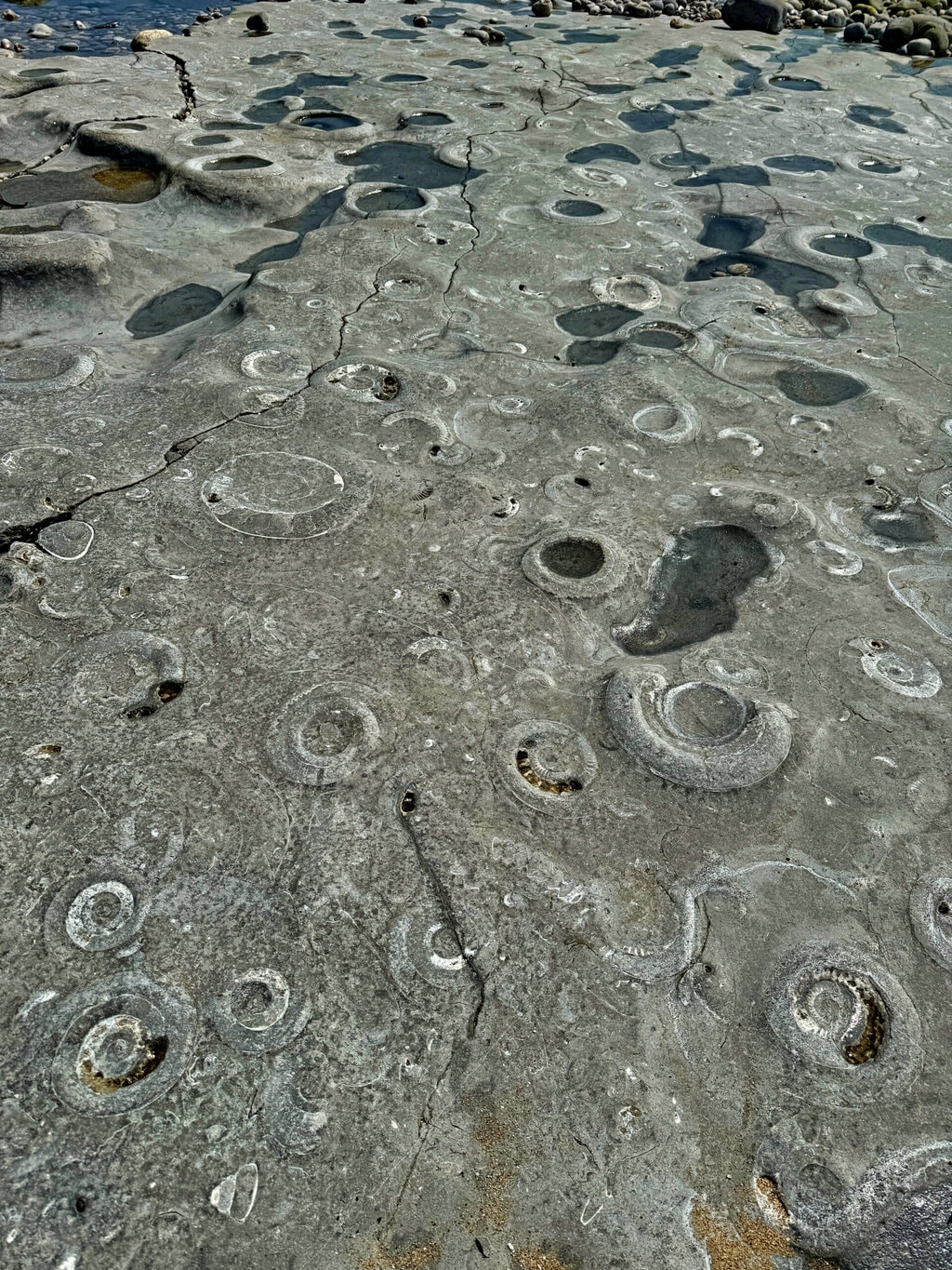 Fossil Hunting in Dorset: Everything You Need to Know