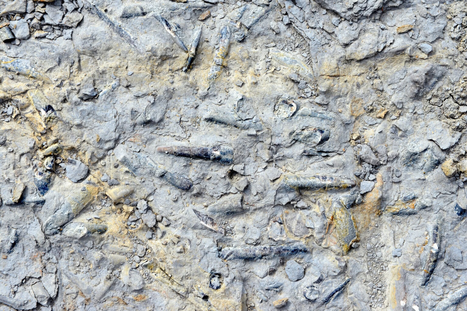 Fossil Hunting in Dorset: Everything You Need to Know