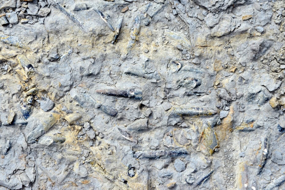 Fossil Hunting in Dorset: Everything You Need to Know